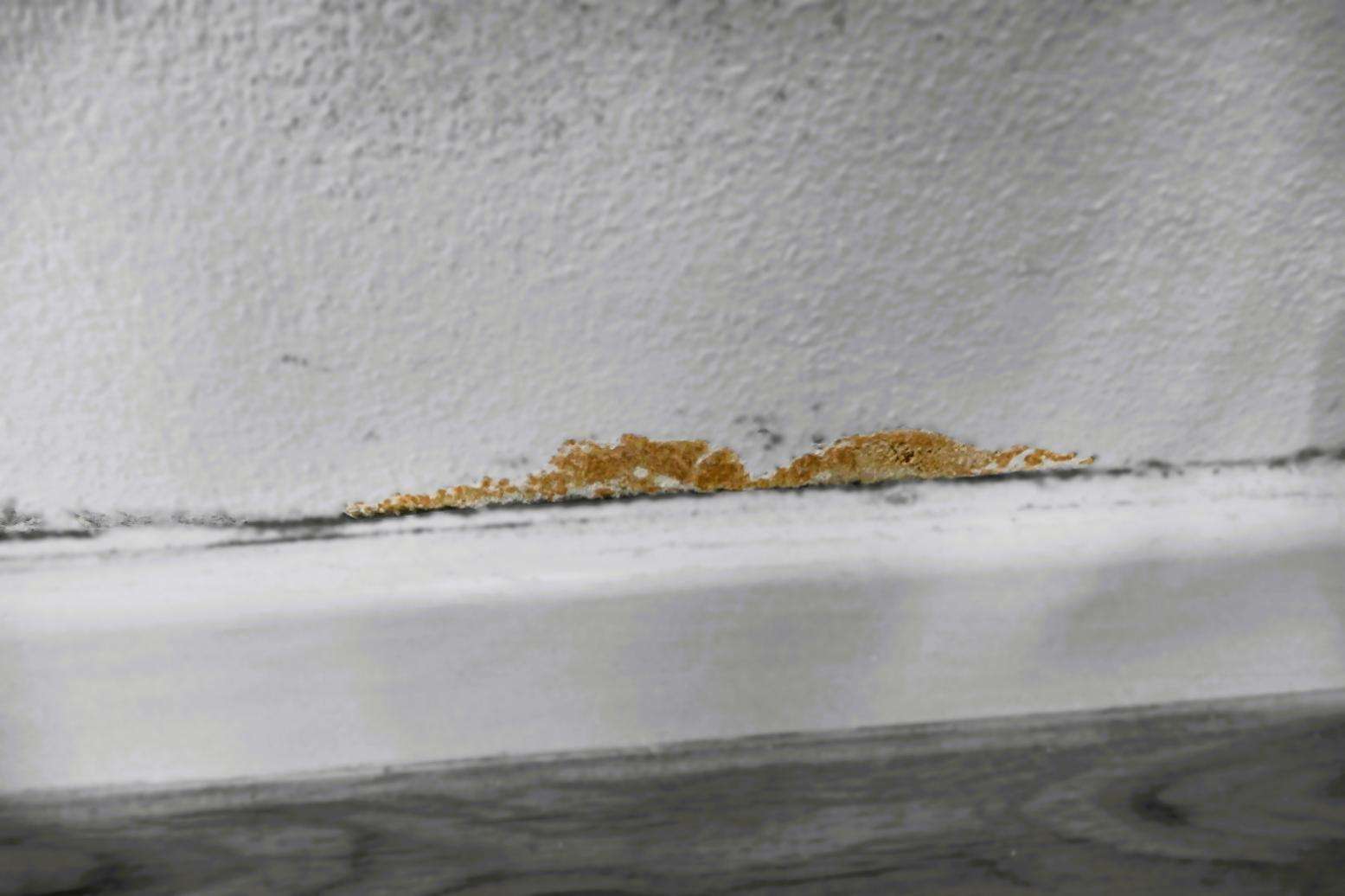 Muffa rosa, ARANCIO GIALLA e bianca: riconoscerle e rimuoverle